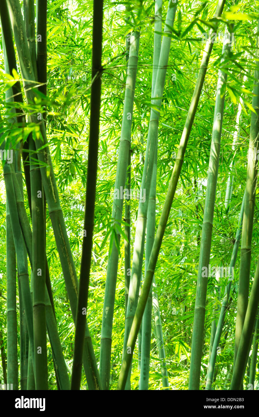 Plante de bambou Banque de photographies et d’images à haute résolution ...