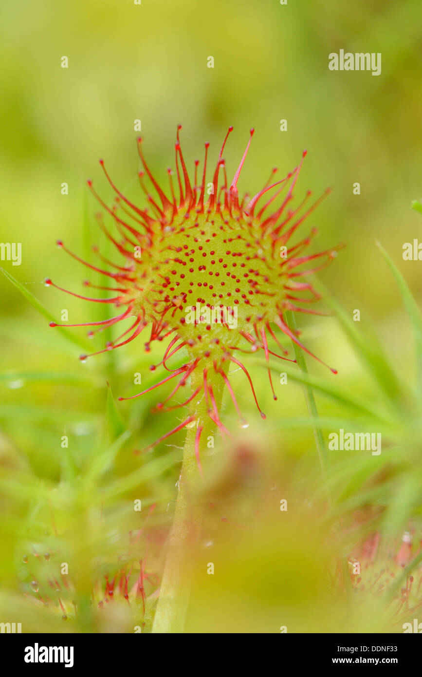 Drosera rotundifolia Banque de photographies et d’images à haute ...