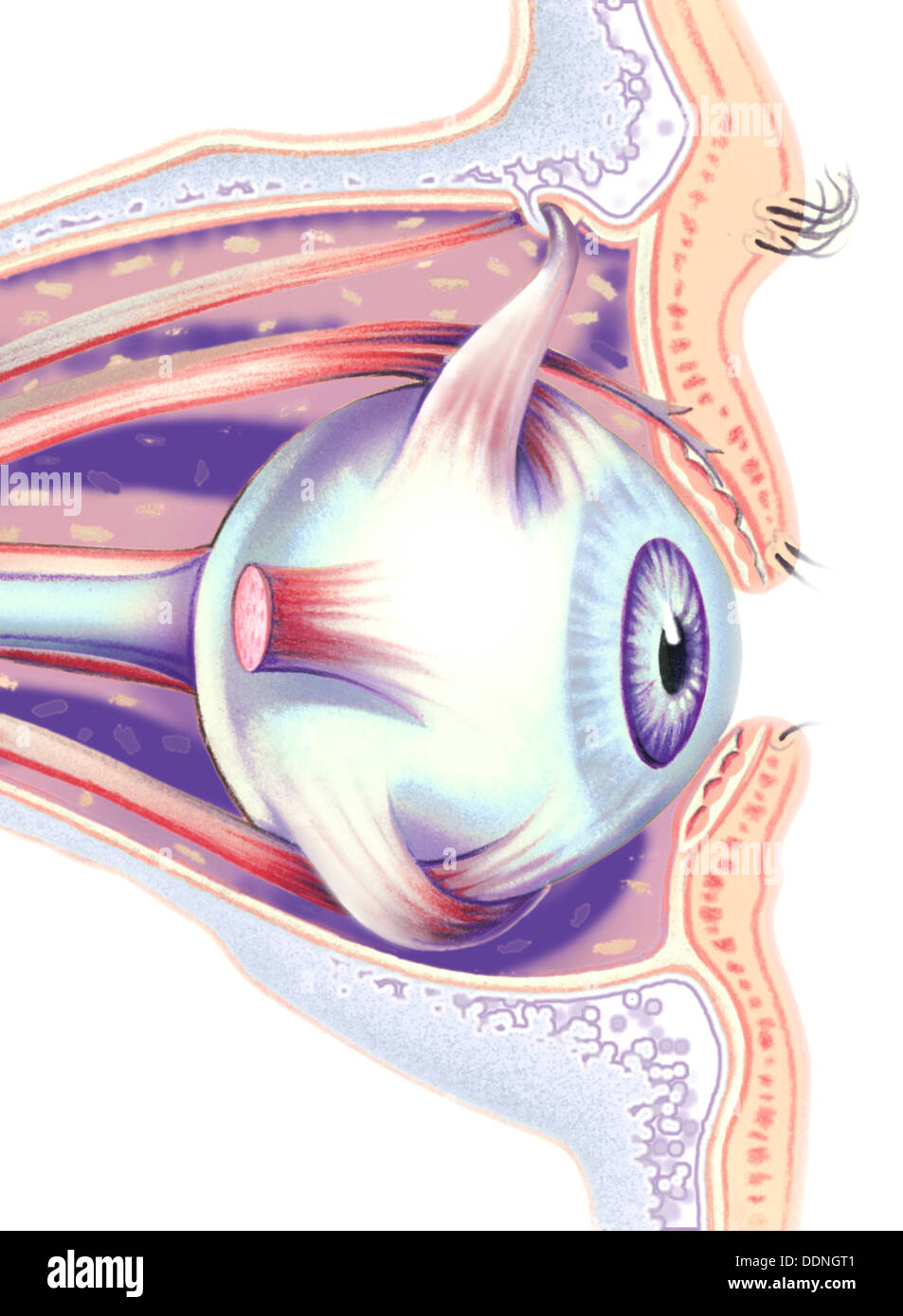 Eyelid muscle Banque de photographies et d’images à haute résolution ...