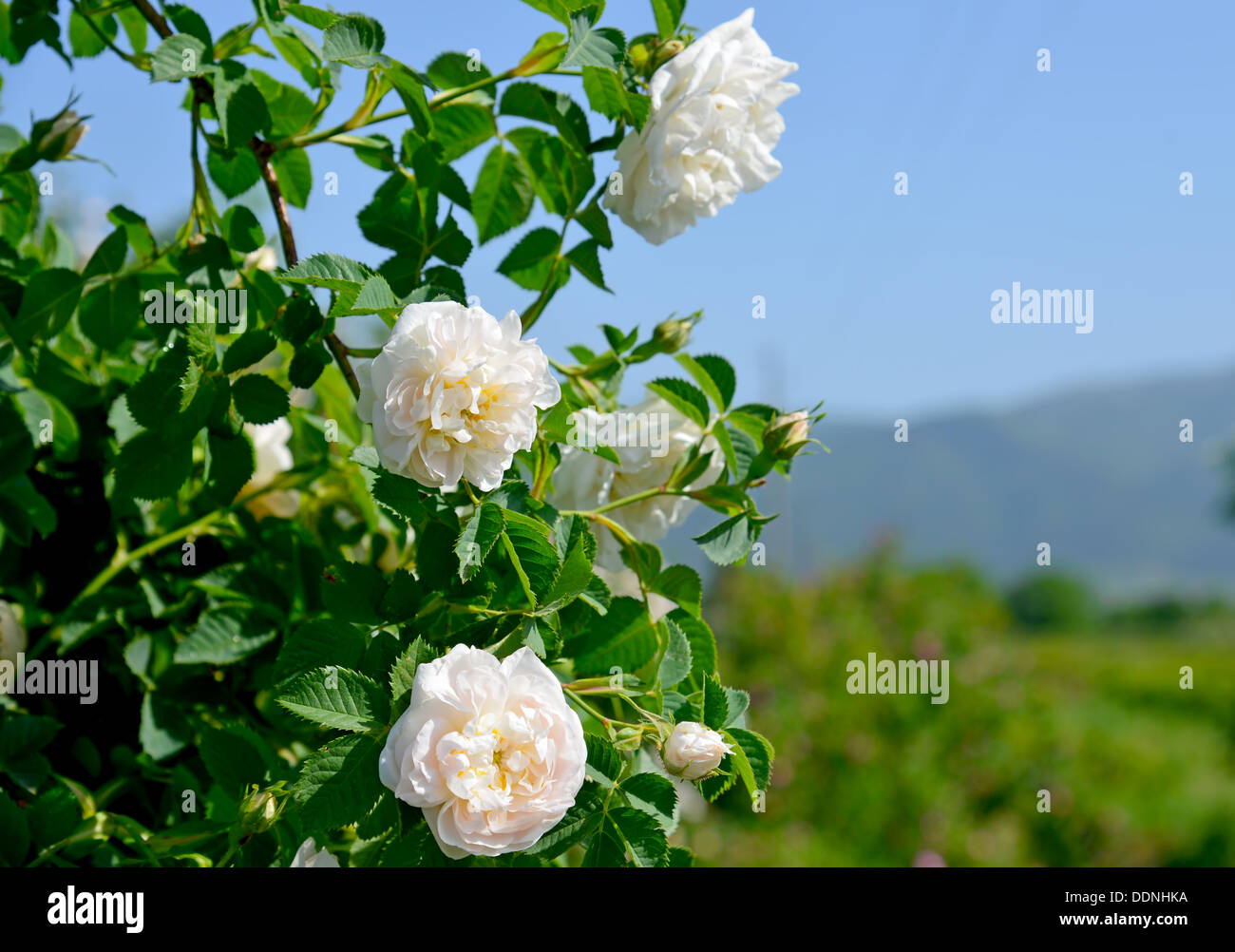 Champs de roses Banque de photographies et d’images à haute résolution ...