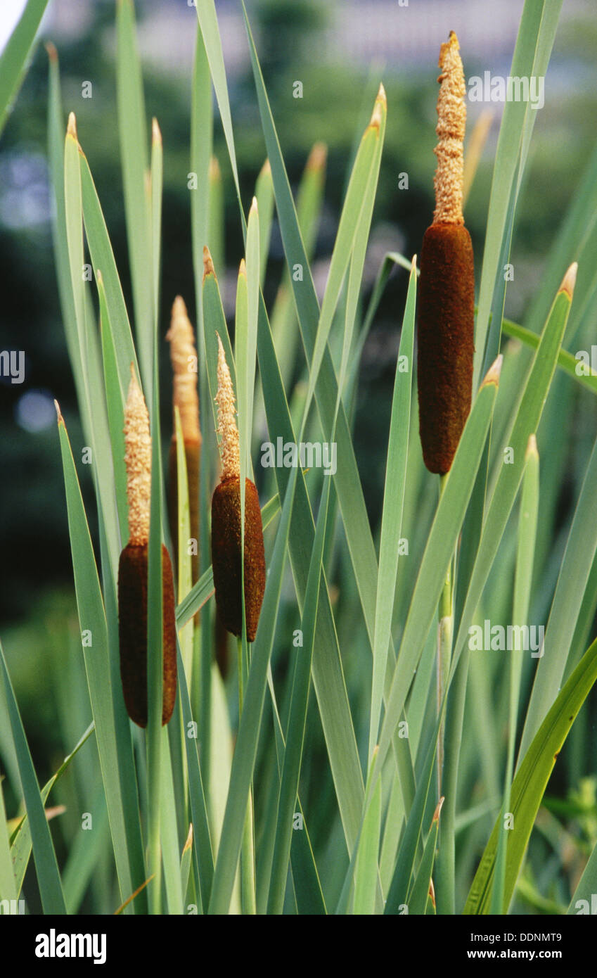 Typha Sp Banque d'image et photos - Alamy