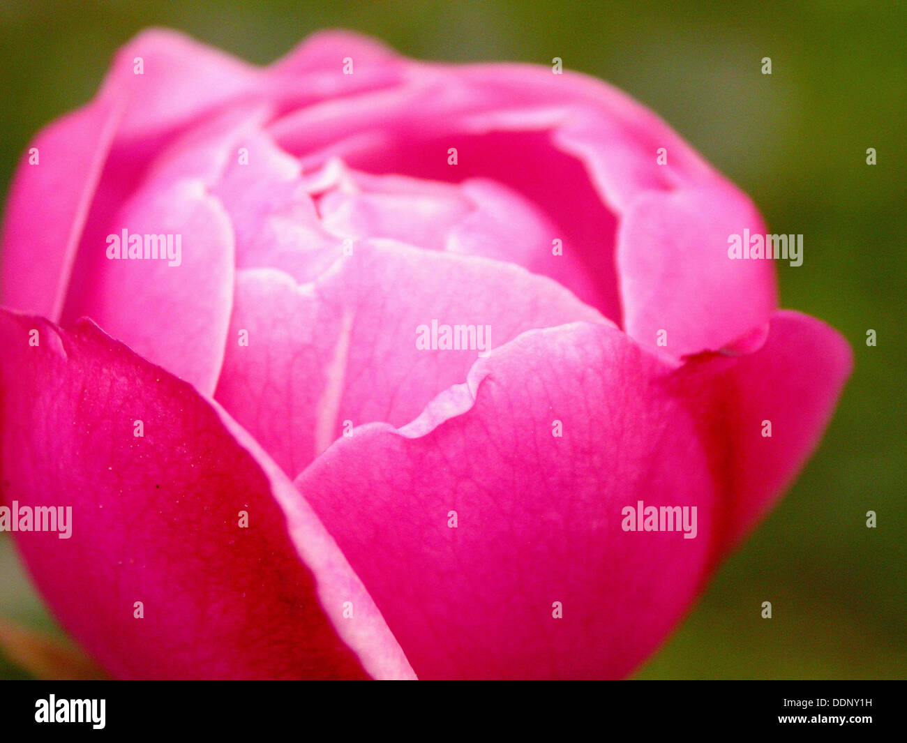 Fuchsia rose color Banque de photographies et d’images à haute ...