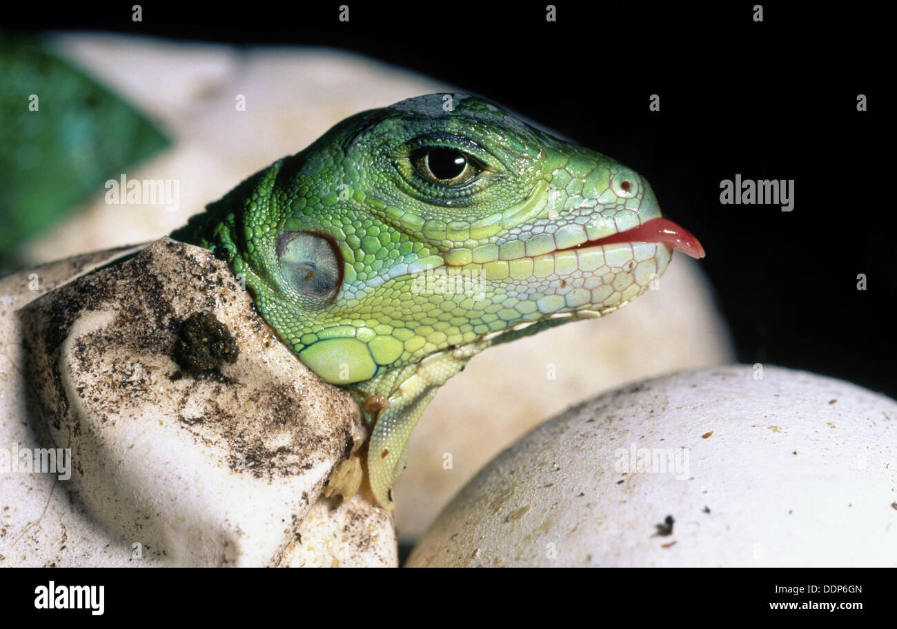 Iguana egg Banque de photographies et d’images à haute résolution - Alamy
