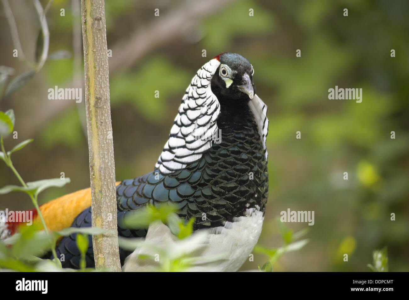 Faisan de lady amherst Banque de photographies et d’images à haute ...