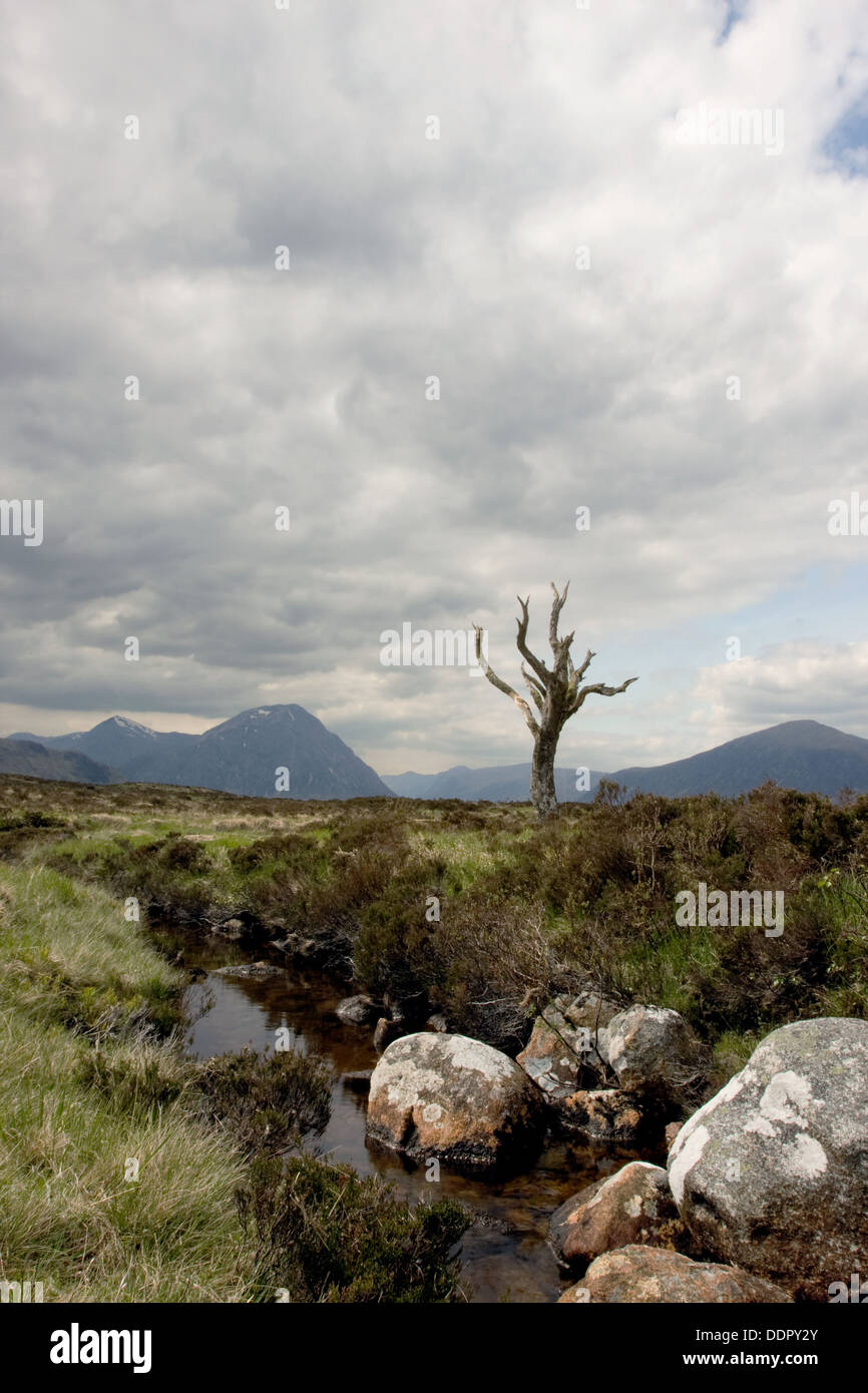 Arbre de rannoch moor Banque de photographies et d’images à haute ...