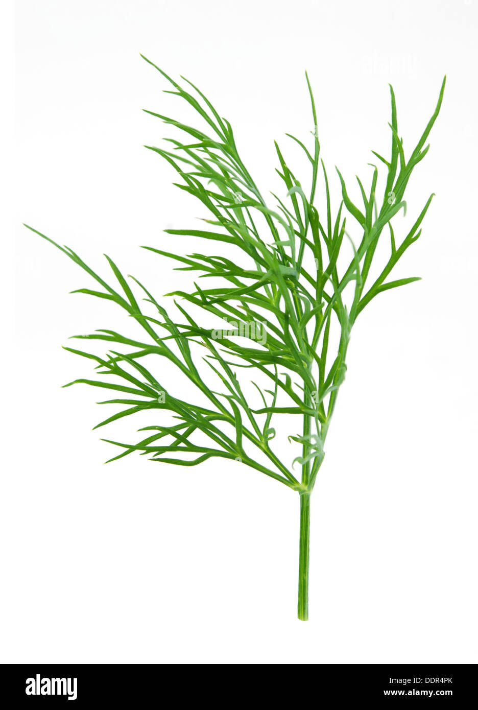 Plante verte et blanche Banque de photographies et d’images à haute ...