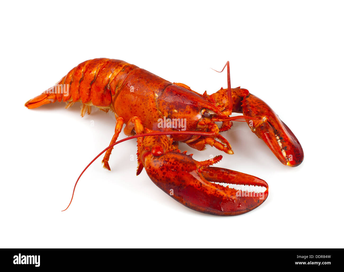 Homarus gammarus fond blanc Banque de photographies et d’images à haute ...