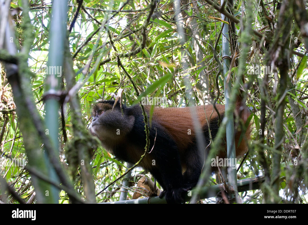 Golden Monkey espèces primates alerte assis parmi les autochtones de ...