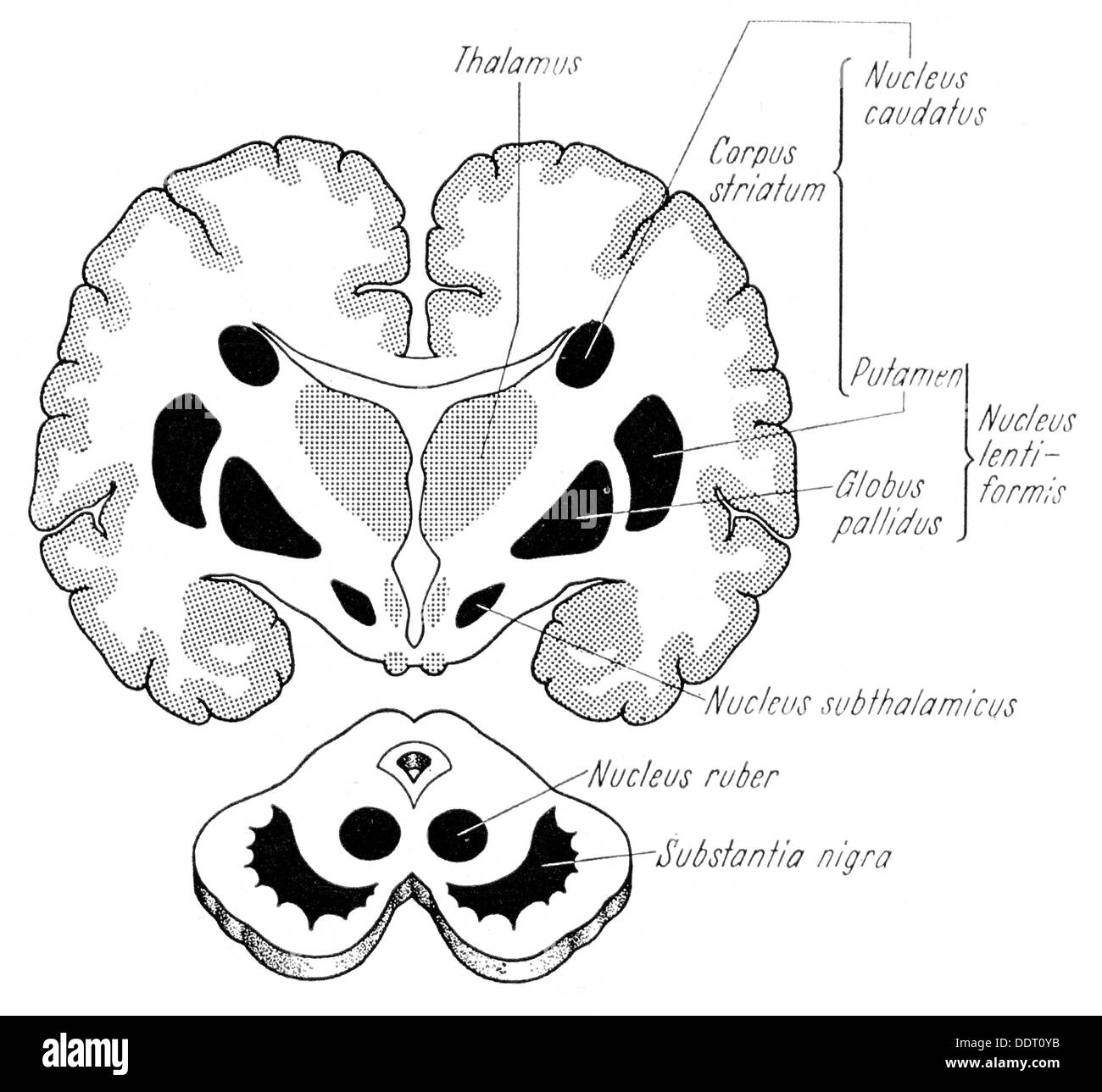 Médecine, anatomie, cerebraque / cranium, les zones principales du ...