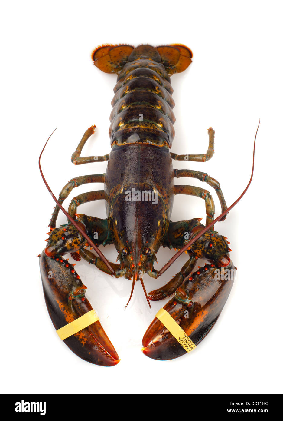 Repas de homard Banque d'images détourées - Alamy