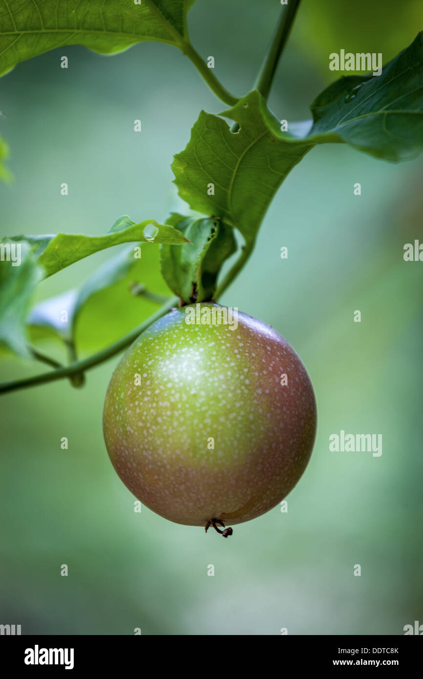 Fruit de la passion (Passiflora edulis purple ou marudja ) barbadine ...