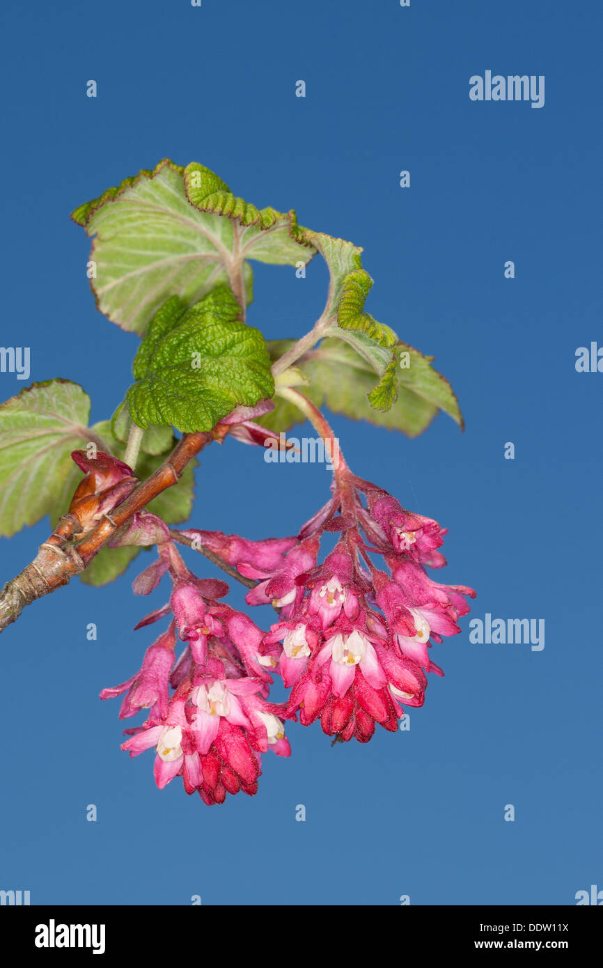 Le groseillier sanguin Banque de photographies et d’images à haute ...