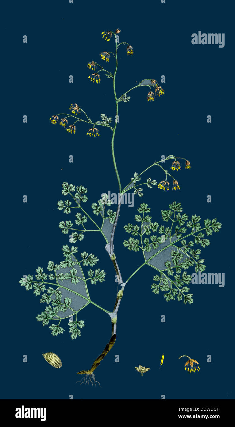 Botanische illustration Banque de photographies et d’images à haute ...