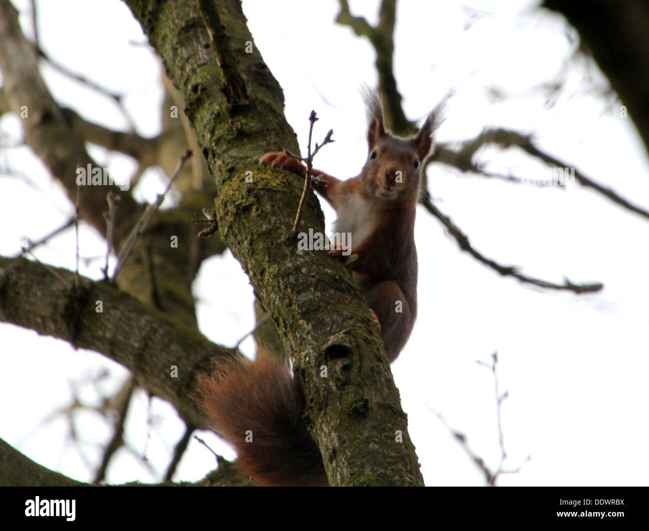 L'écureuil roux (Sciurus vulgaris) dans un arbre dans diverses poses ...