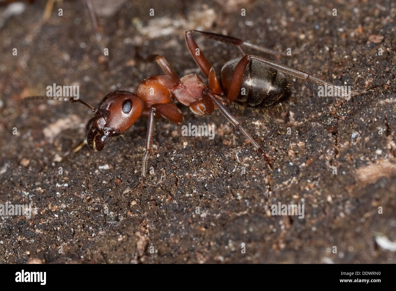 Fourmi rouge-sang, esclave de décisions ant, fourmi, Raubameise ...
