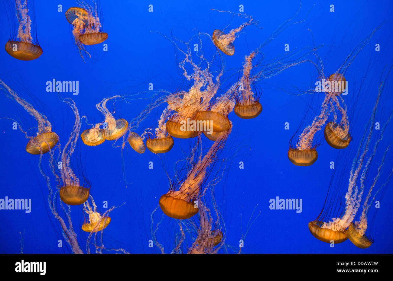 Poissons de la mer rouge Banque de photographies et d’images à haute ...