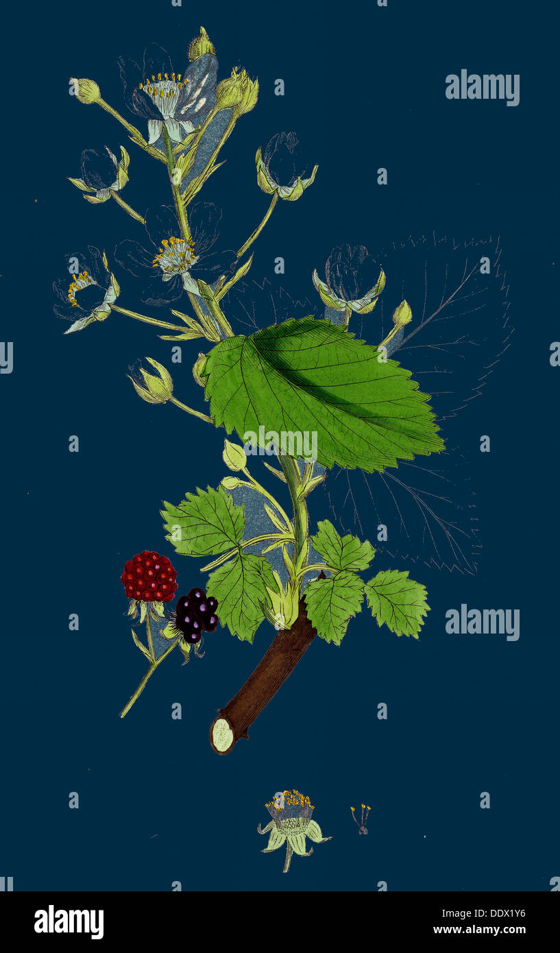 Rubus suberectus Banque de photographies et d’images à haute résolution ...