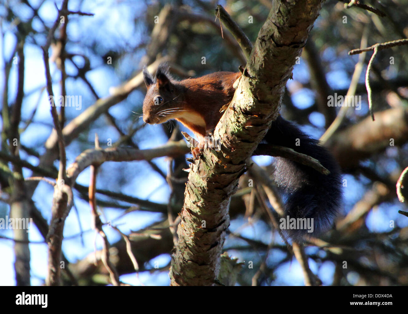 L'écureuil roux (Sciurus vulgaris) dans un arbre dans diverses poses ...