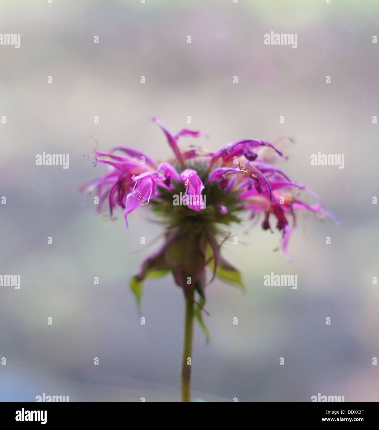 Fleurs de monarde Banque de photographies et d’images à haute ...
