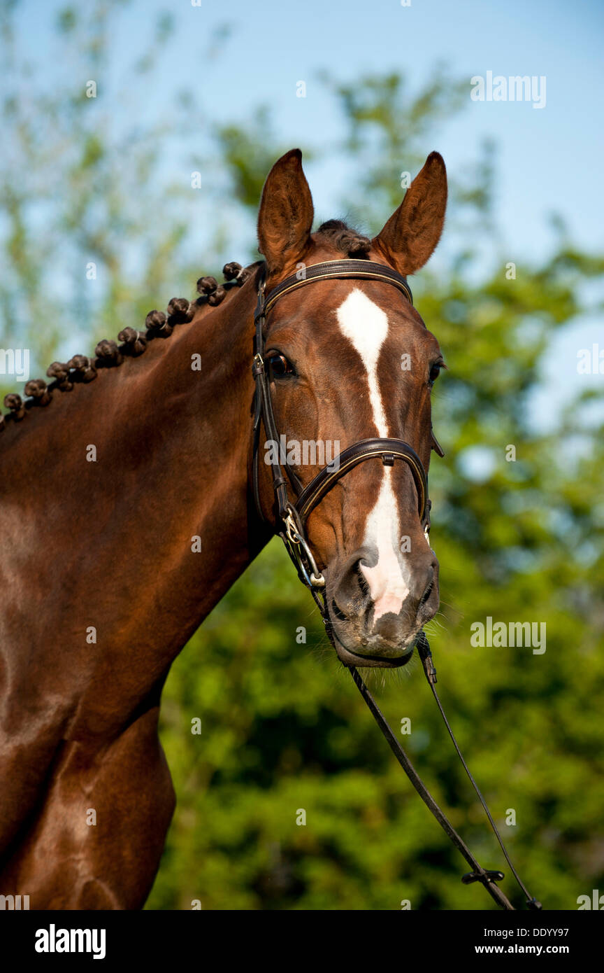 Cheval oldenburg Banque de photographies et d’images à haute résolution ...