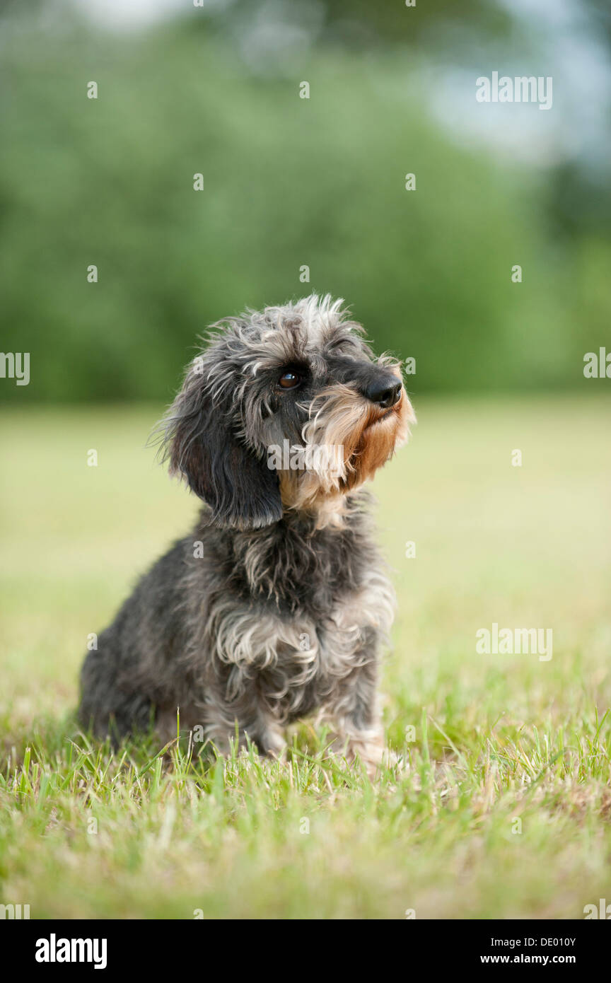 Teckel assis Banque de photographies et d’images à haute résolution - Alamy