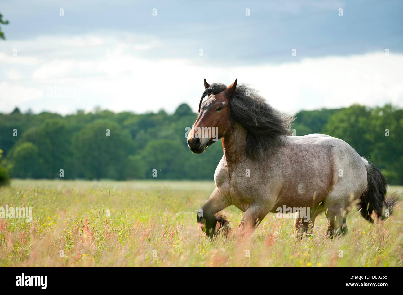 Cheval de trait belge Banque de photographies et d’images à haute ...