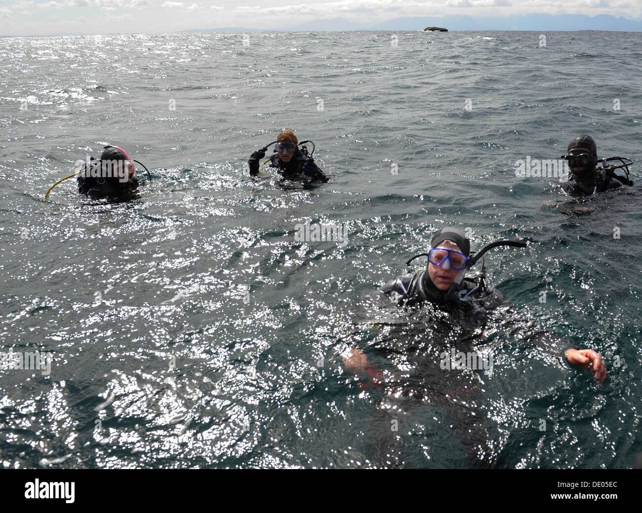 Requins vaches Banque de photographies et d’images à haute résolution ...