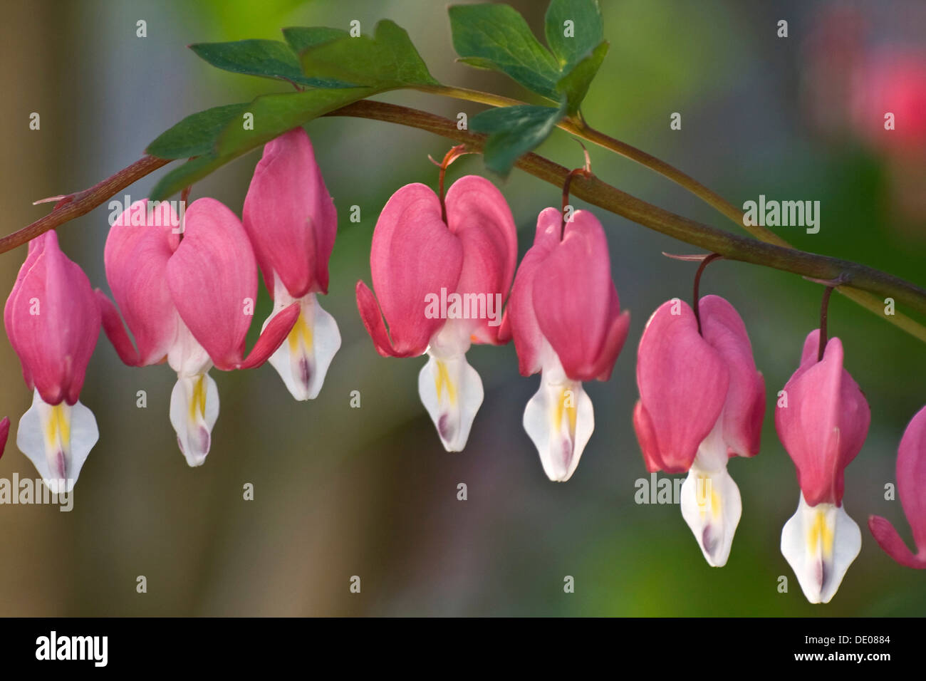 Lamprocapnos spectabilis Banque de photographies et d’images à haute ...