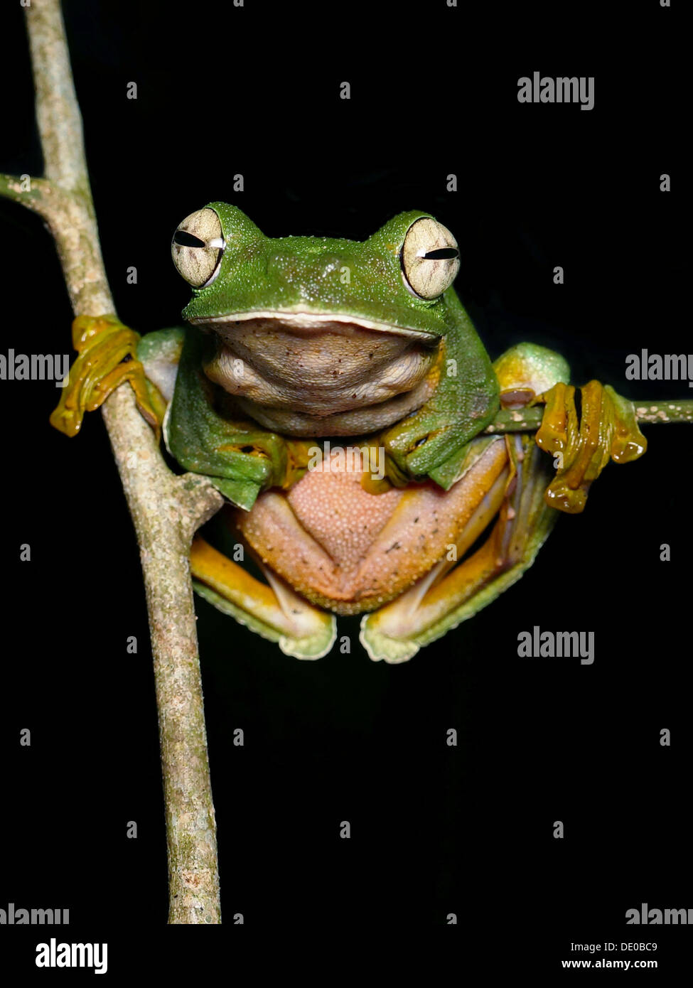 Rhacophorus Nigropalmatus Banque d'image et photos - Alamy