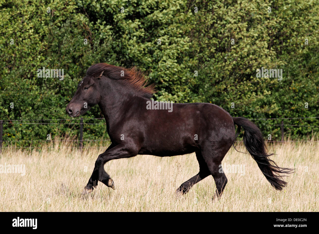 Cheval islandais au galop Banque de photographies et d’images à haute ...