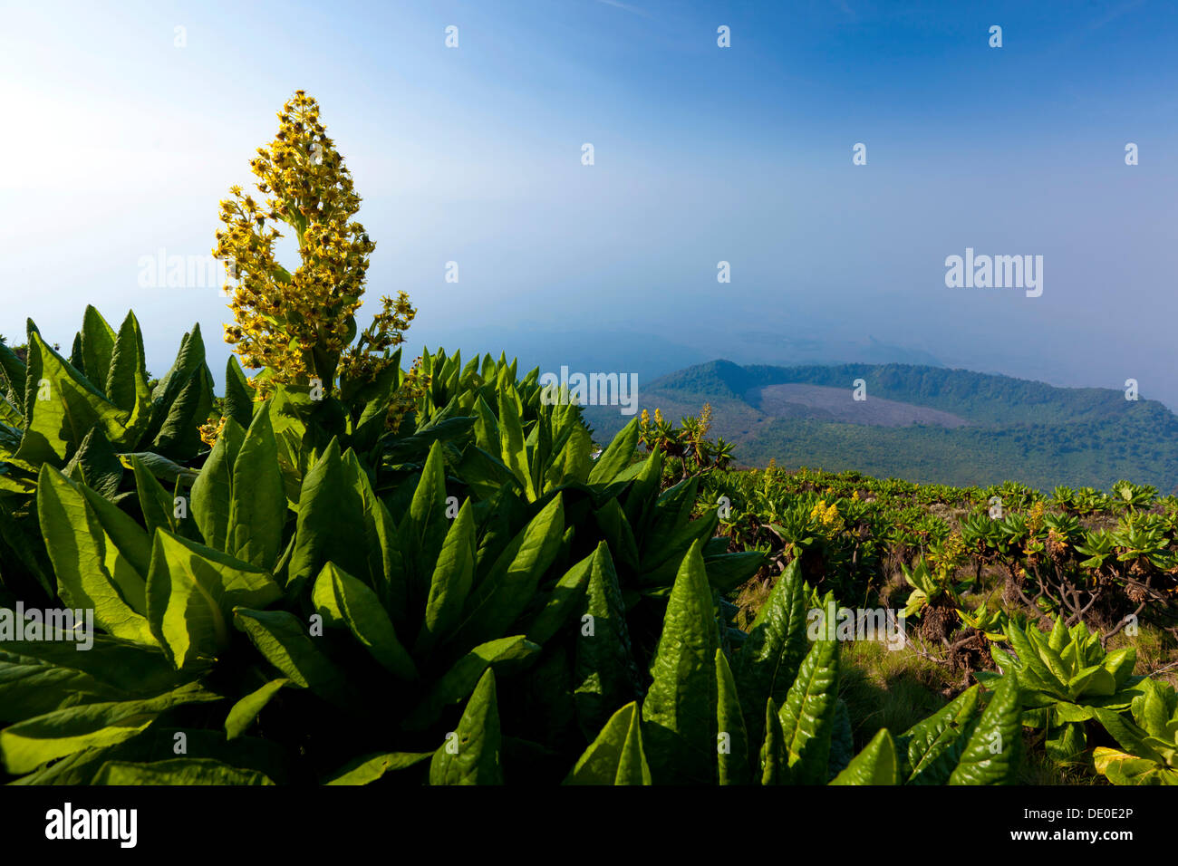 La végétation de montagne africaine sur les pentes du mont volcan ...