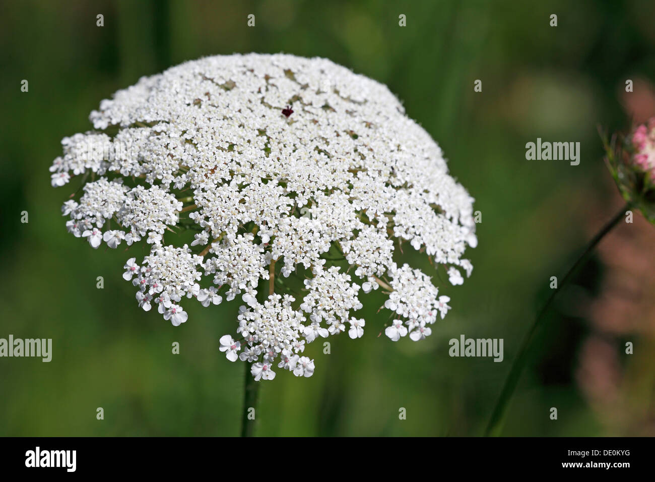 Head Inflorescence Banque d'image et photos - Alamy