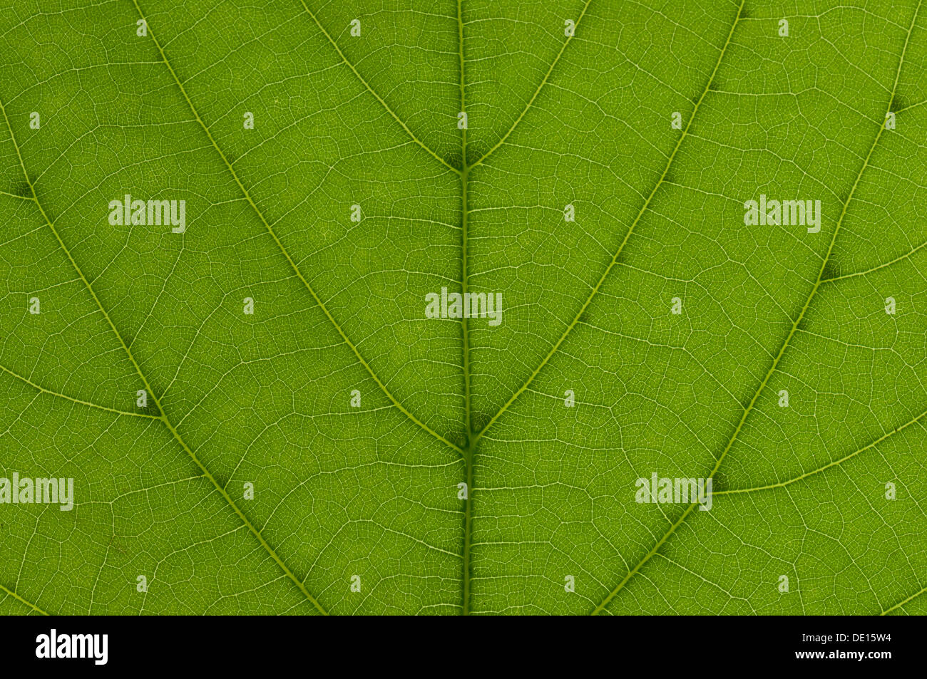 Structure d'une feuille à larges feuilles (Tilia platyphyllos) Lime en ...