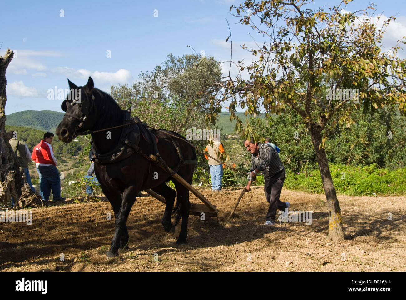 Labour de cheval traditionnel Banque de photographies et d’images à ...