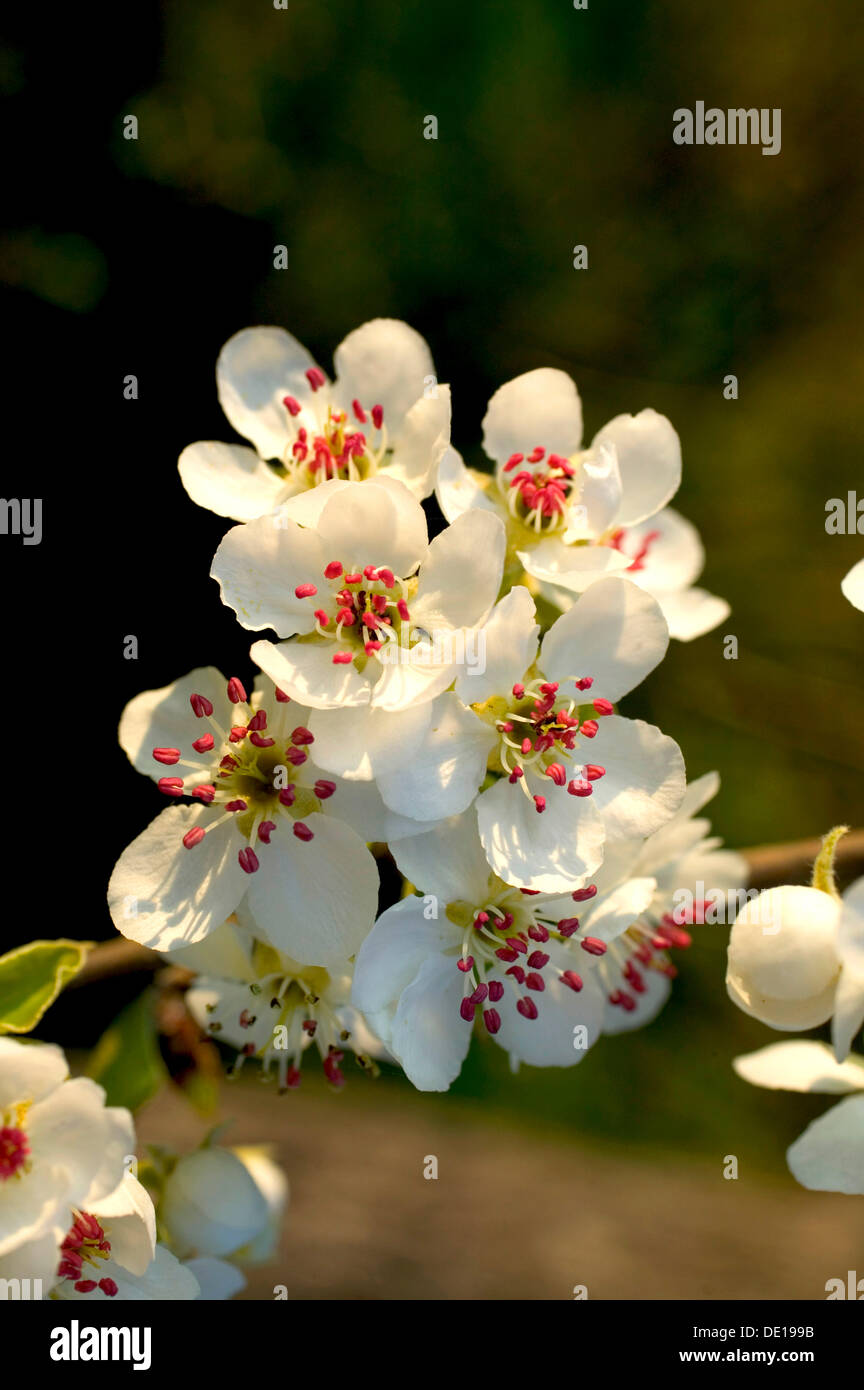 Poiriers en fleurs pyrus sp Banque de photographies et d’images à haute ...