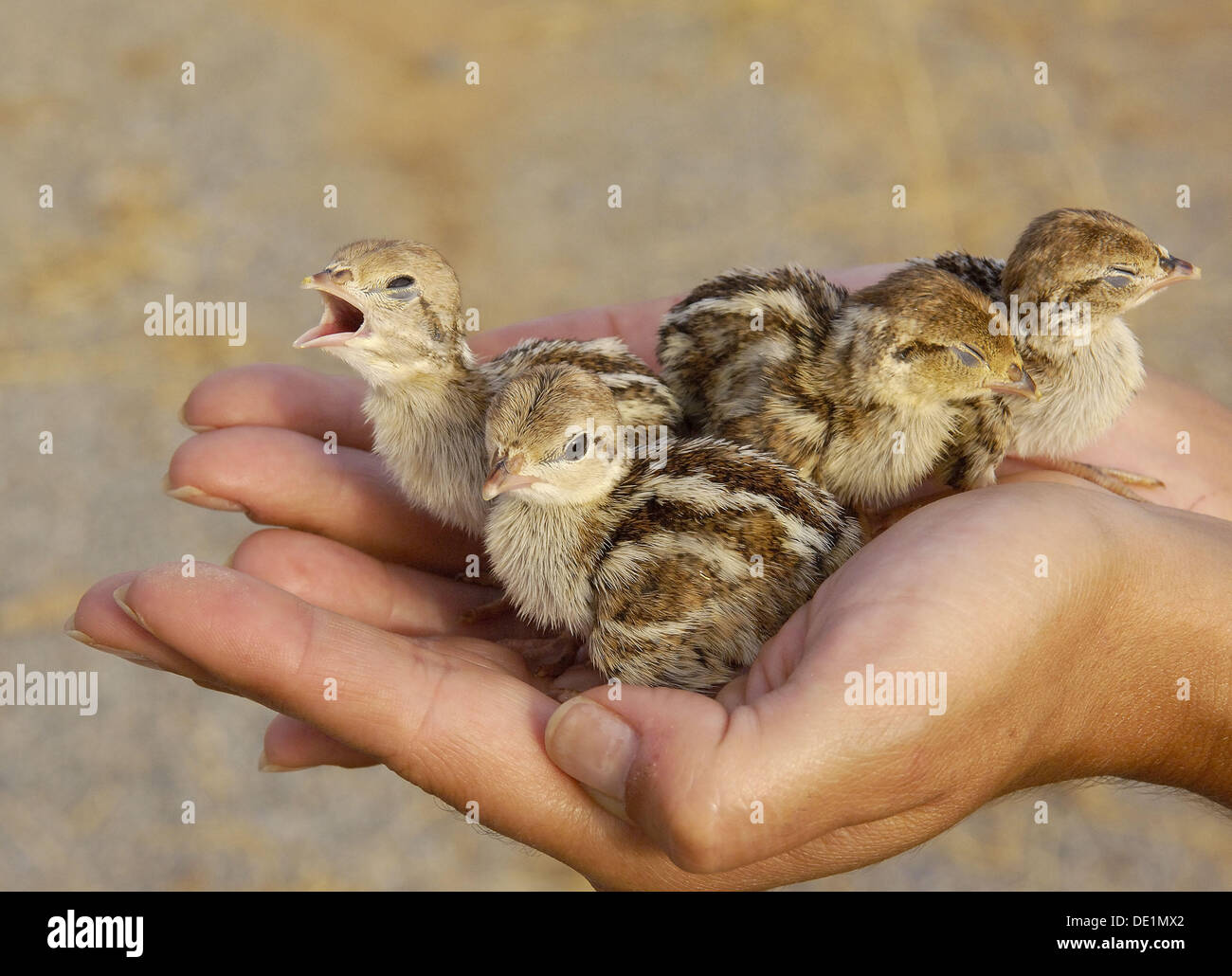 Poussin de perdrix rouge Banque de photographies et d’images à haute ...