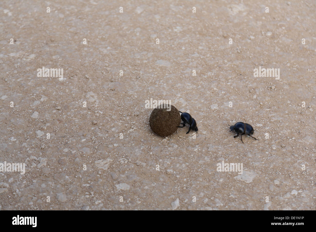 Elephant dung beetle Banque de photographies et d’images à haute ...