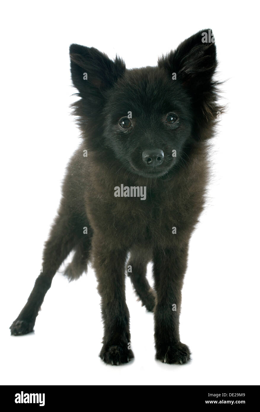 Spitz noir Banque de photographies et d’images à haute résolution - Alamy