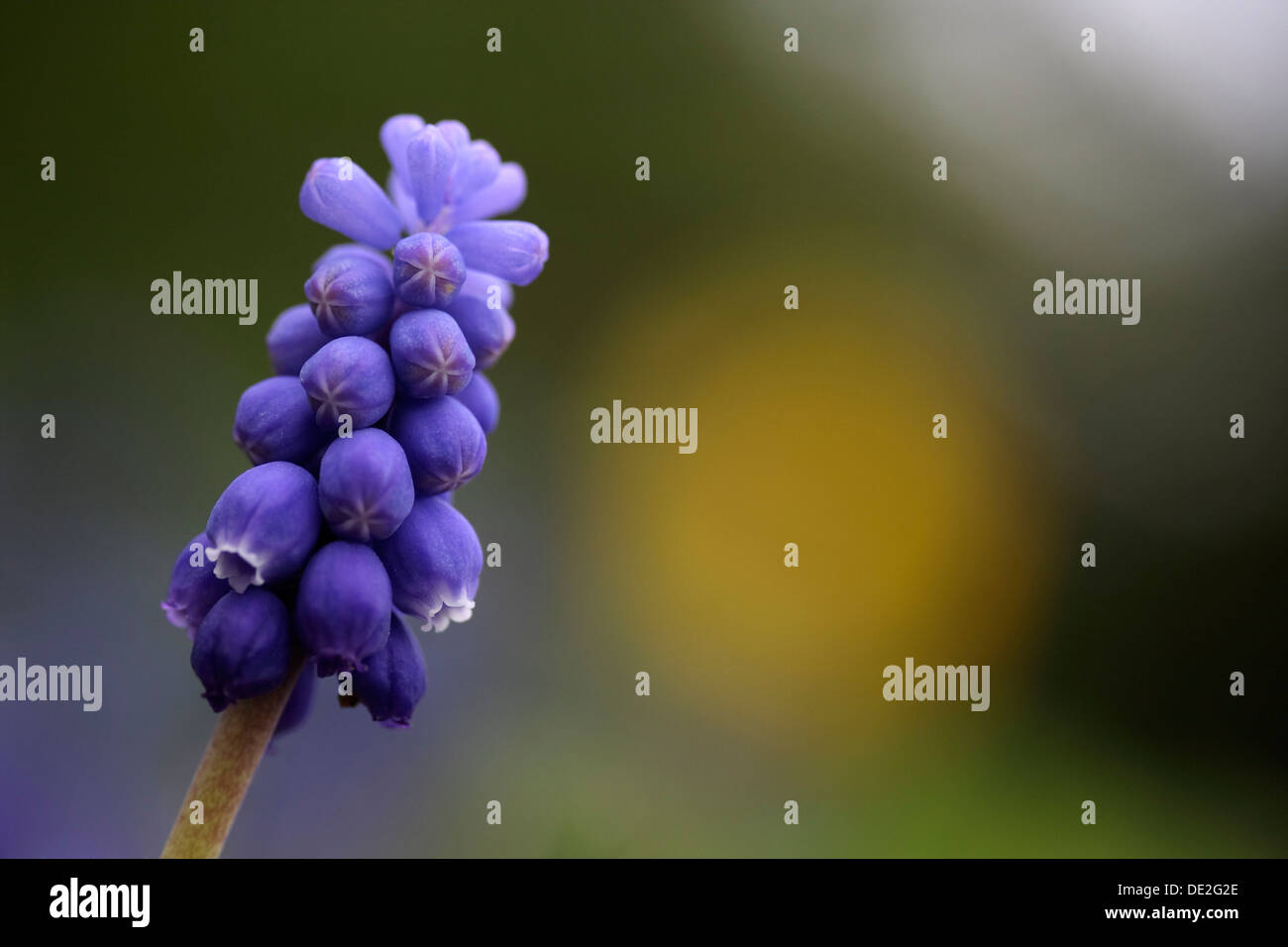 Types de muscari Banque de photographies et d’images à haute résolution ...