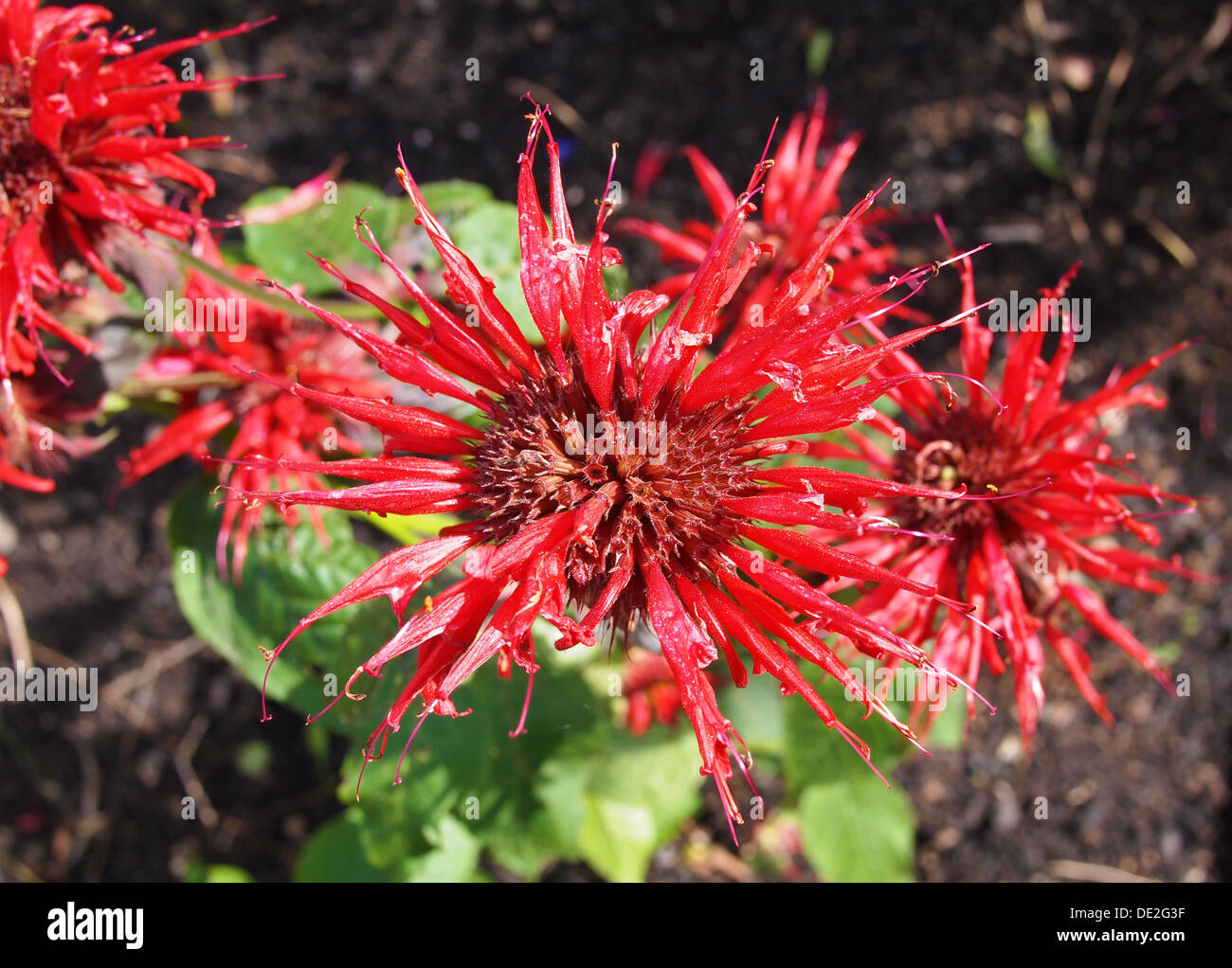 Fleurs de monarde Banque de photographies et d’images à haute ...