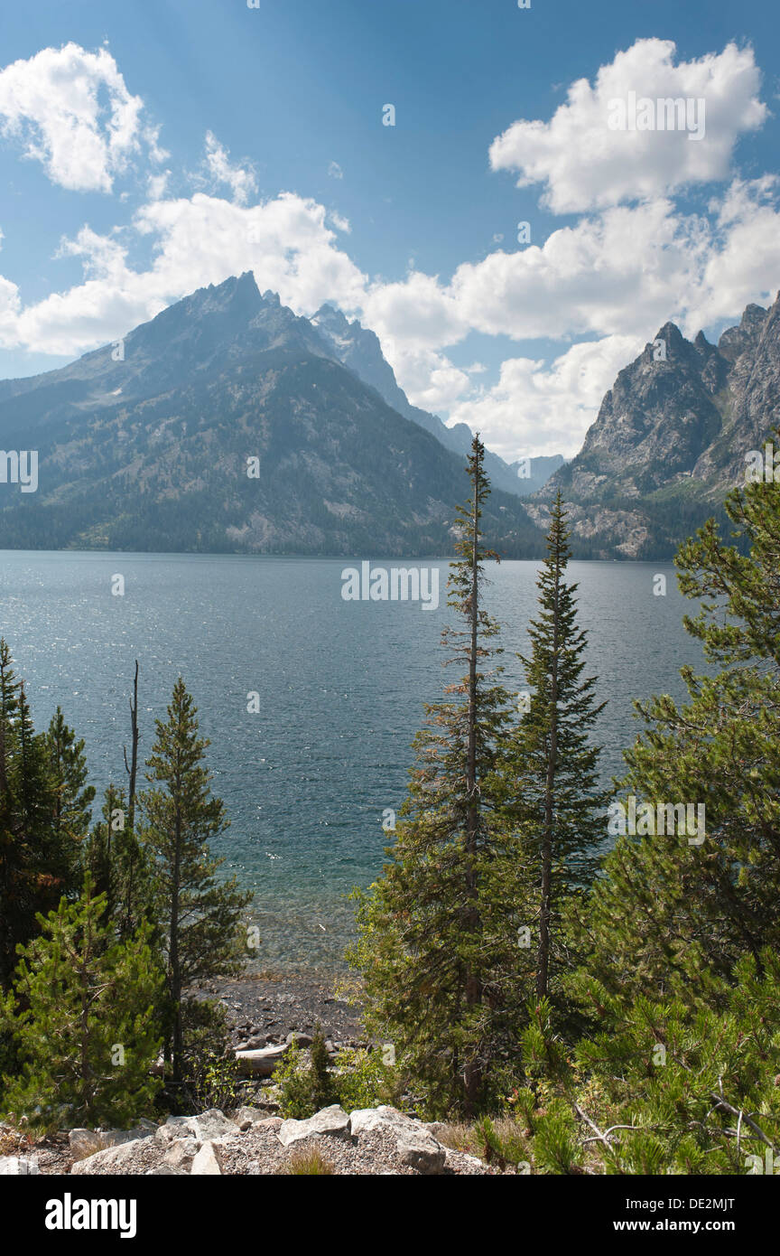 Les Conifères, côtières ou de pin le pin tordu (Pinus contorta subsp ...
