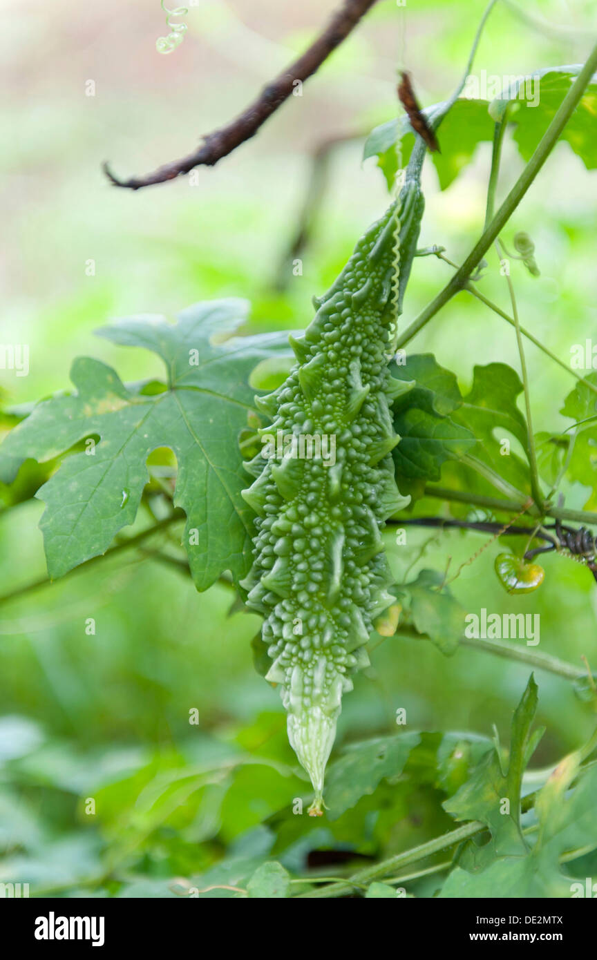 Kuda oya Banque de photographies et d’images à haute résolution - Alamy