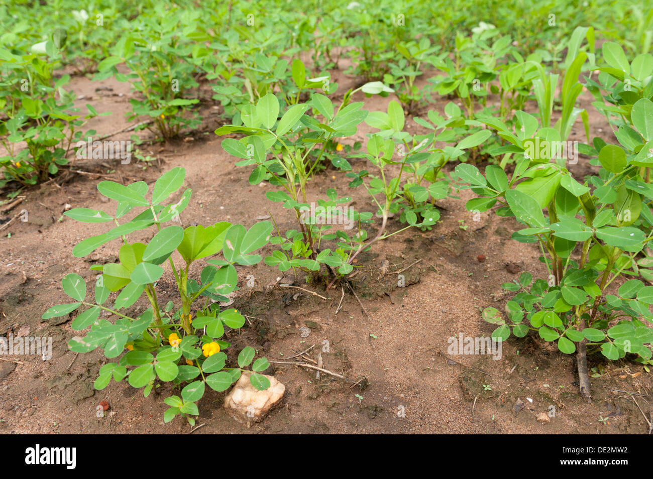Kuda oya Banque de photographies et d’images à haute résolution - Alamy