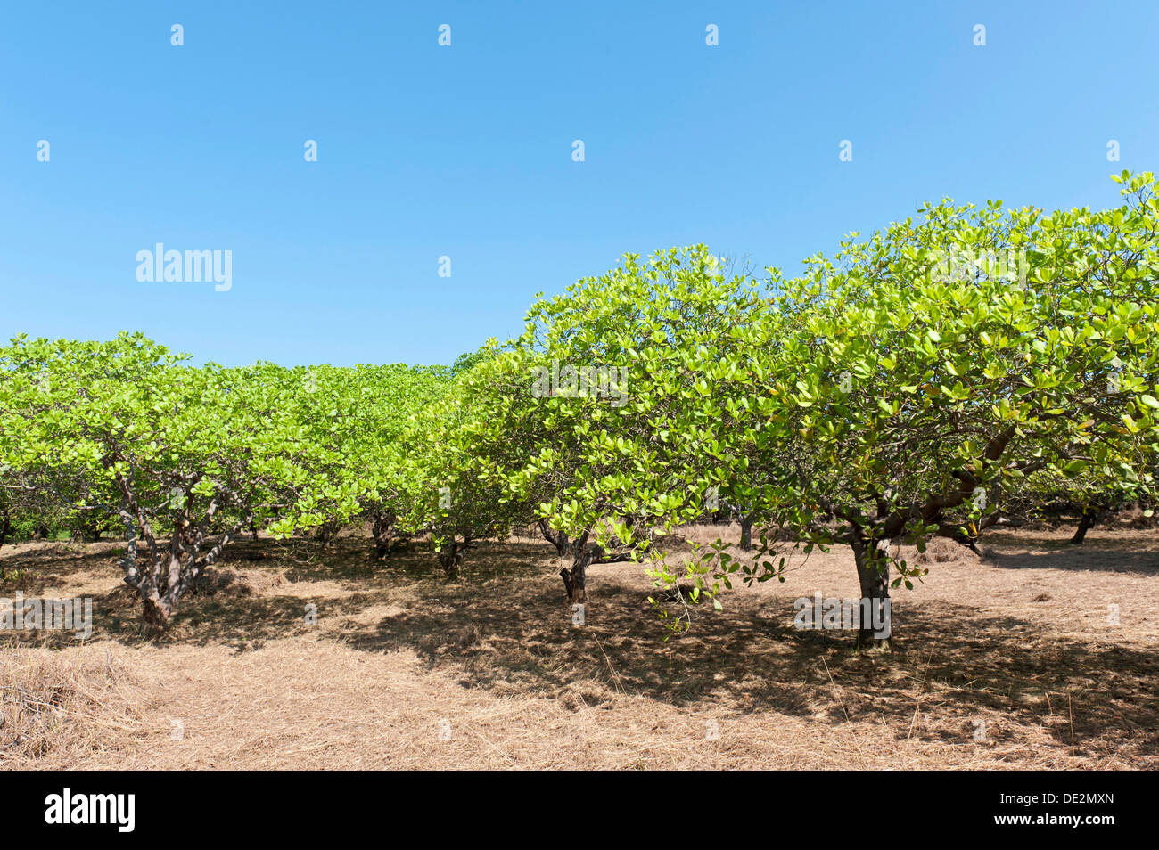 Anacardium occidentale) dans une plantation d'arbres, de culture de l ...