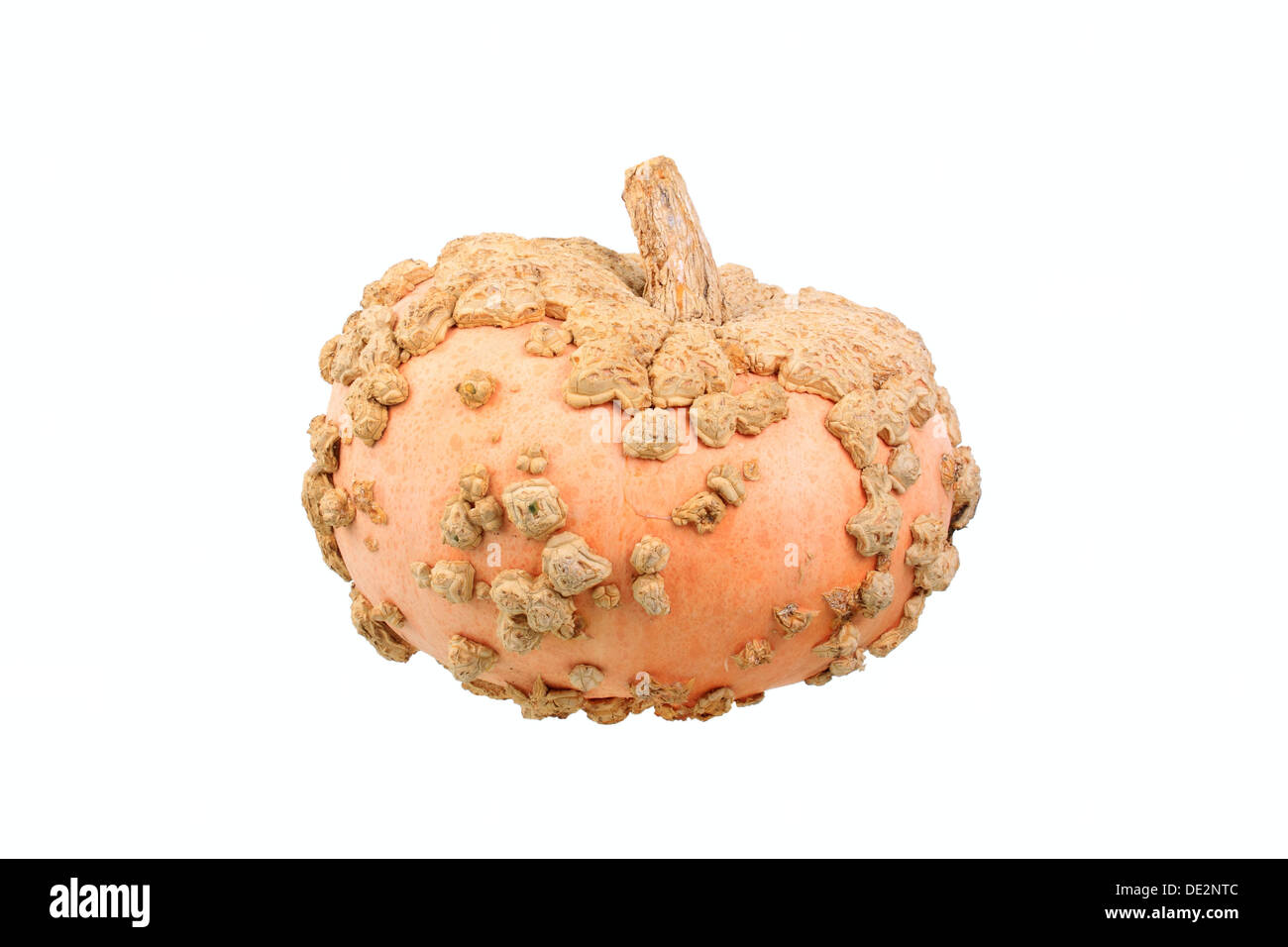 Courge galeux d eysines Banque de photographies et d’images à haute ...