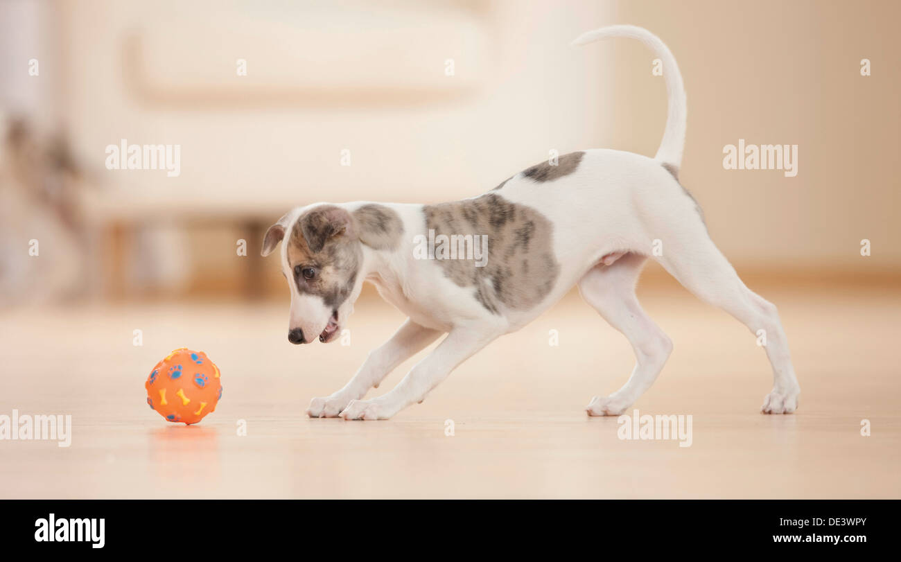 Boule de bois Banque de photographies et d’images à haute résolution ...
