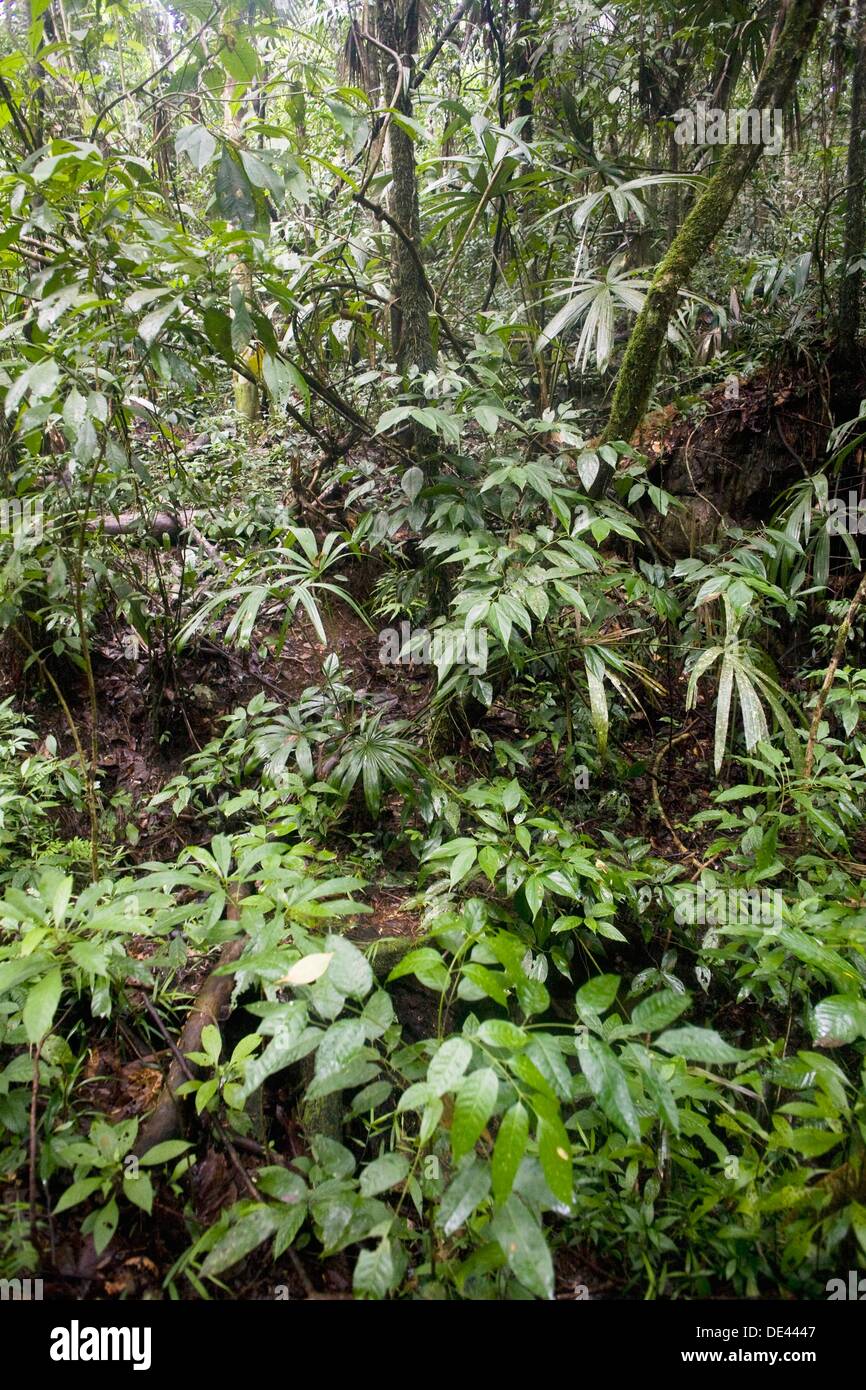 Montes azules biosphere reserve chiapas Banque de photographies et d ...