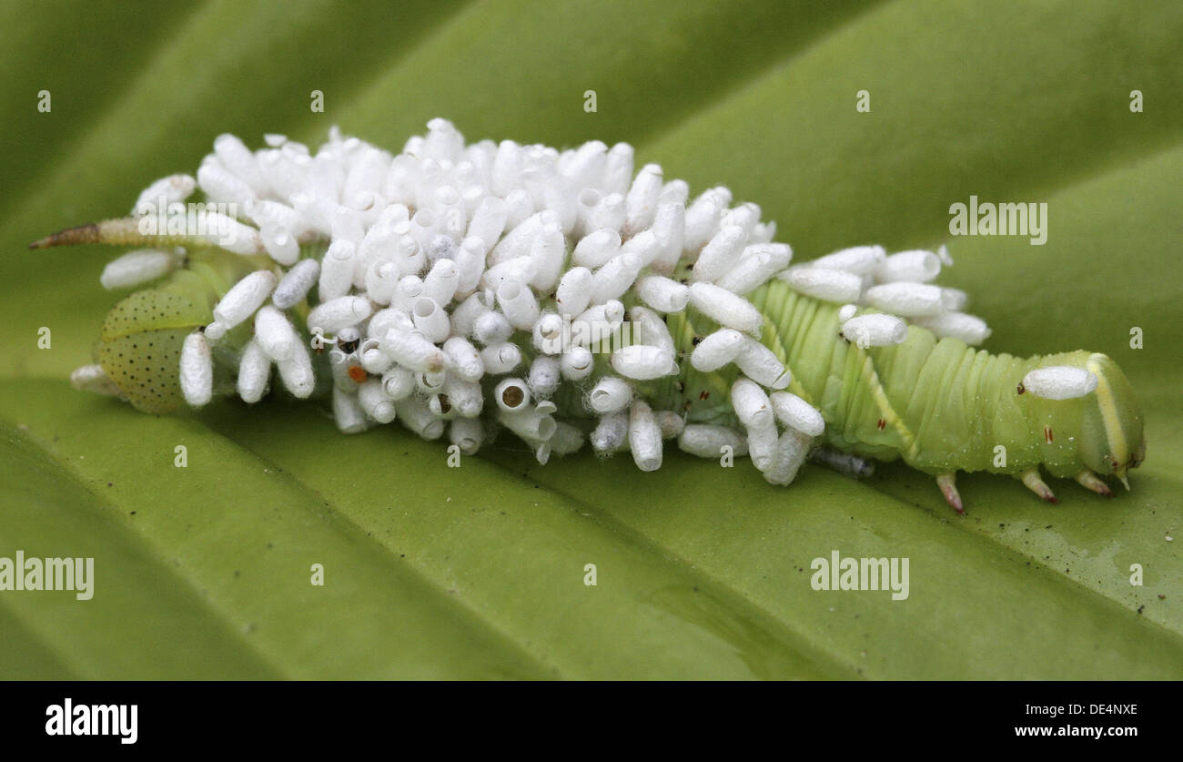 Braconid wasps Banque de photographies et d’images à haute résolution ...