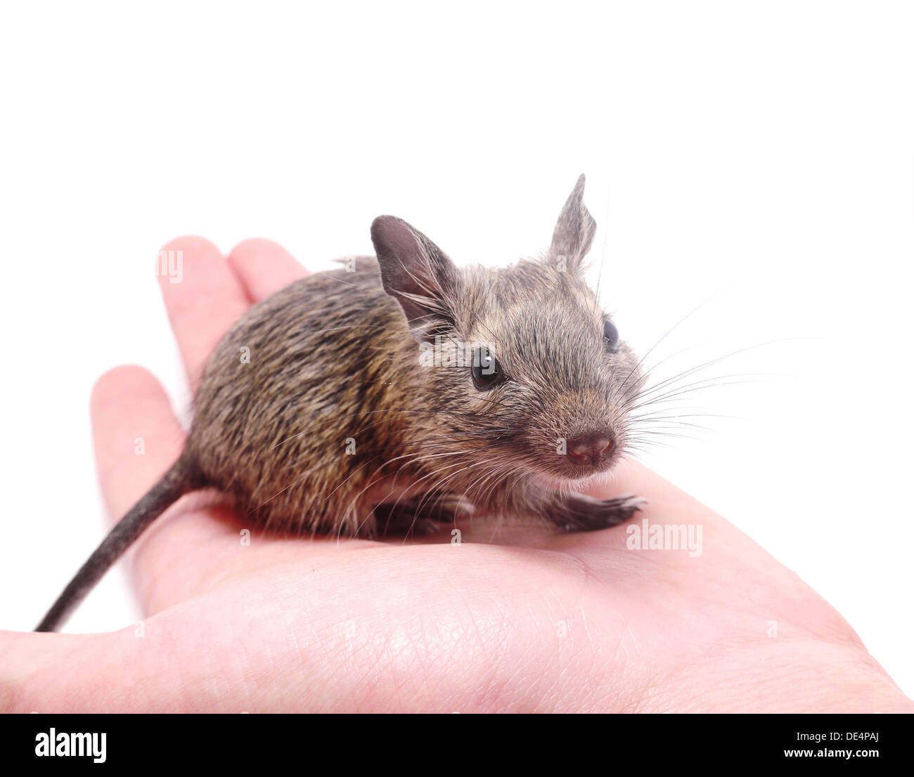 Degu ou octodon degus de rat chilien Banque de photographies et d ...