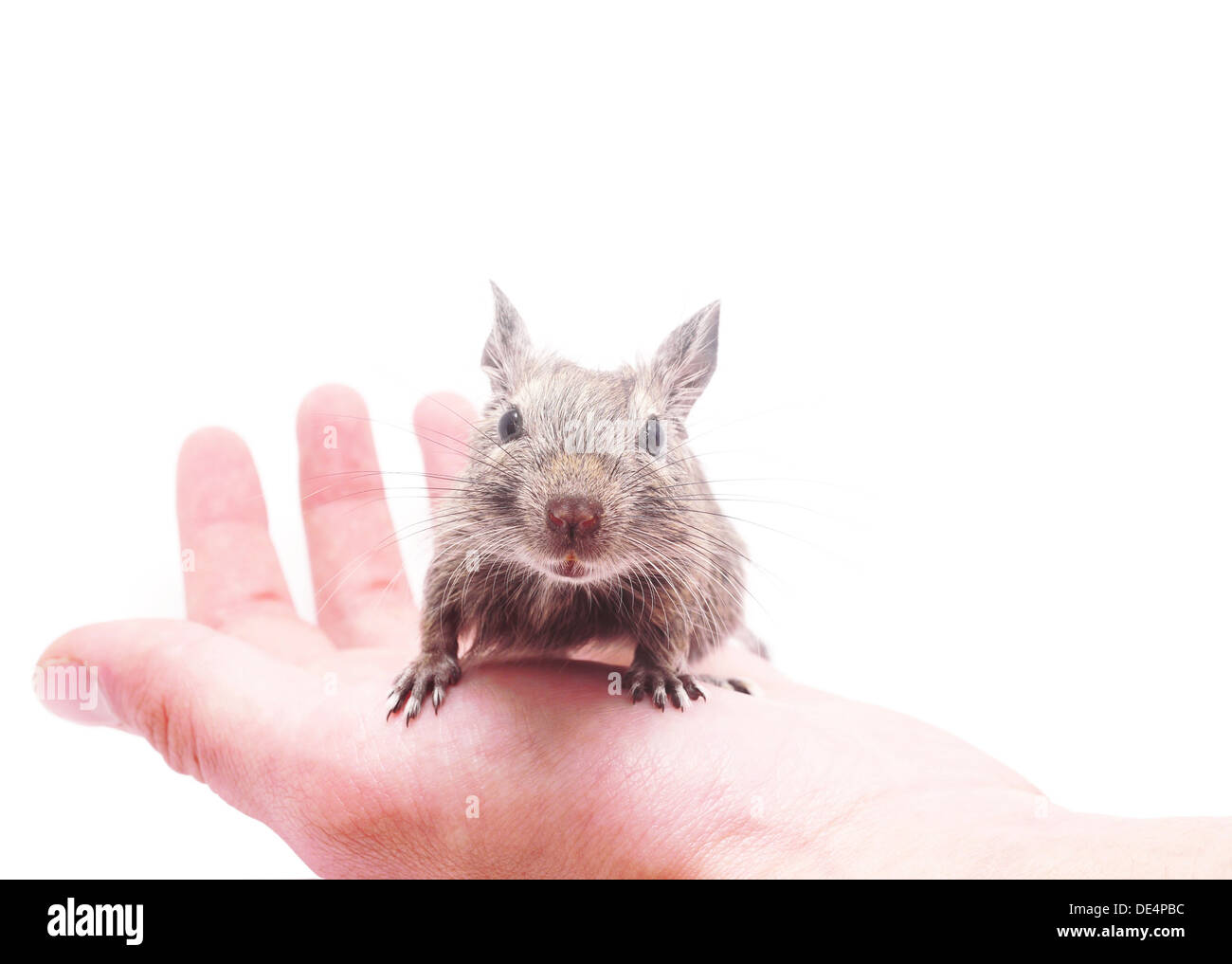 Degu ou octodon degus de rat chilien Banque de photographies et d ...